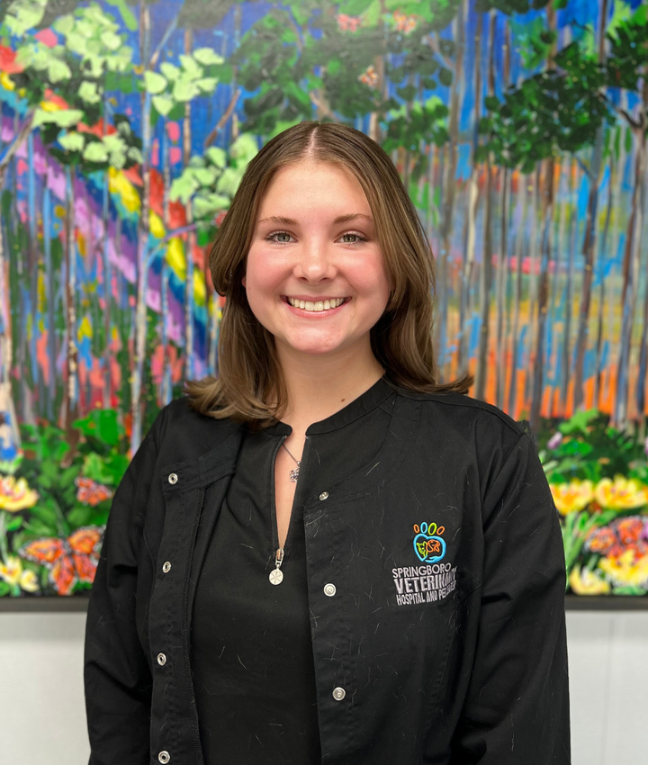 Home | Springboro Veterinary Hospital | Springboro